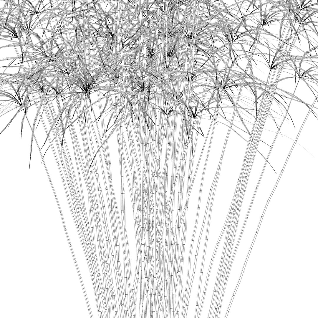 Cyperus Papyrus In Modern Flower Pot Model - TurboSquid 2184689