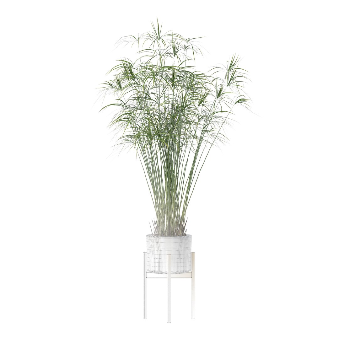 Cyperus Papyrus In Modern Flower Pot Model - TurboSquid 2184689