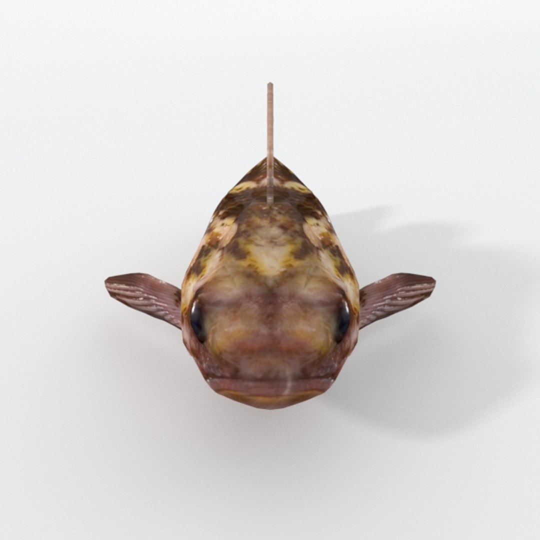 Fish 3D Model - TurboSquid 1400208