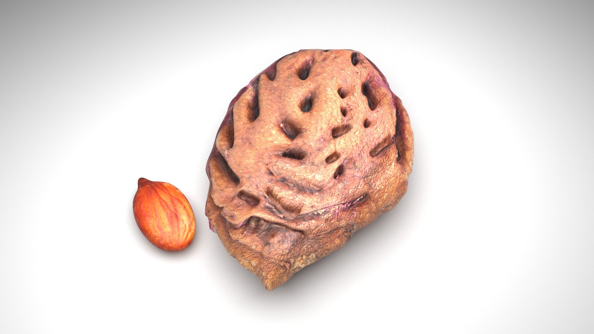 3D Peach Seed and Kernel - TurboSquid 1852686