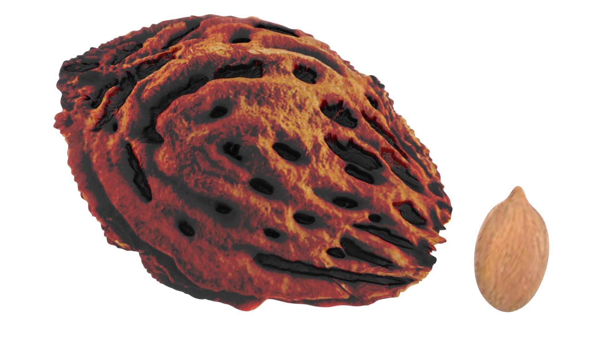 3D Peach Seed And Kernel - TurboSquid 1852686