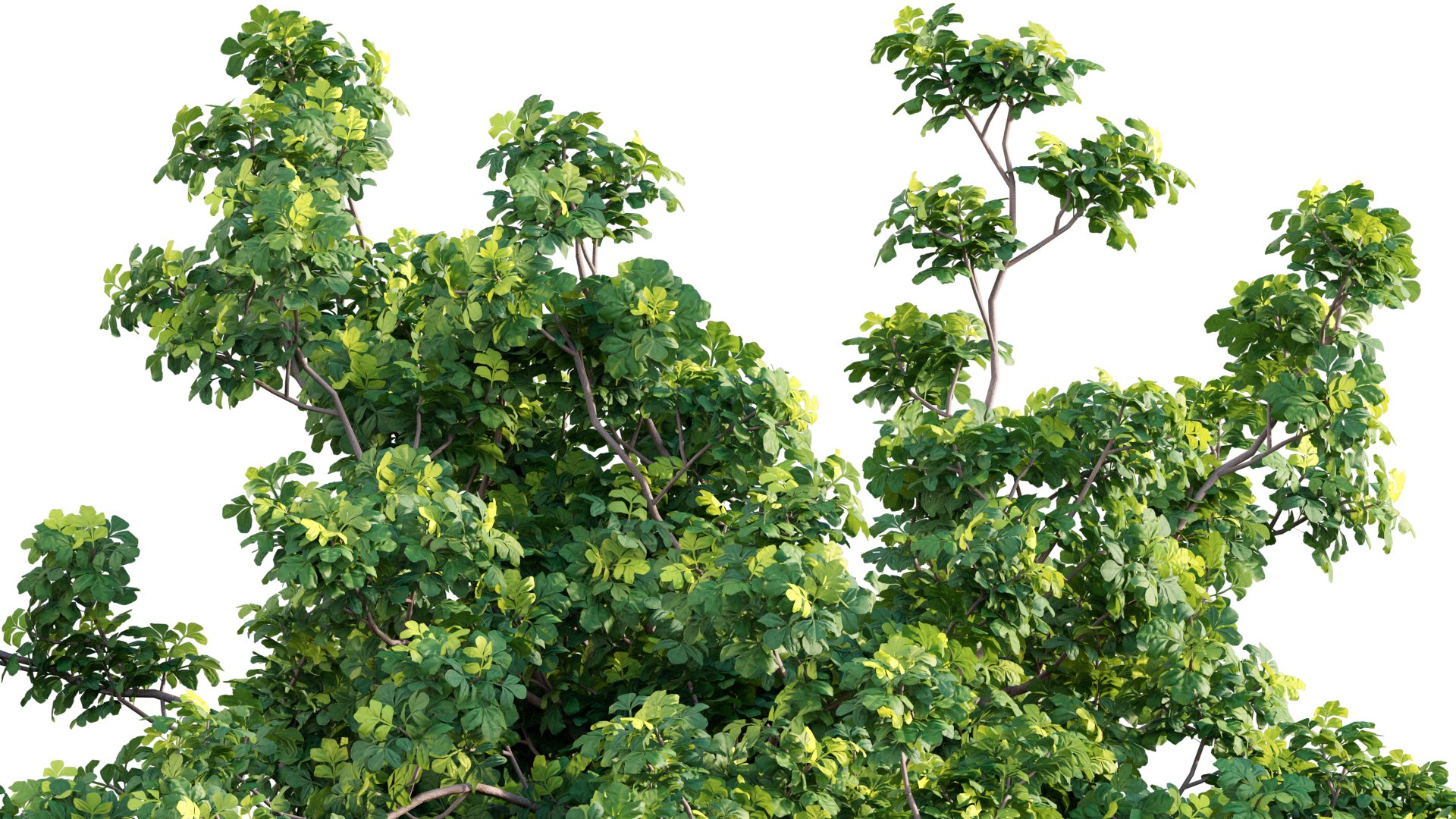 Aglaia duperreana 3D model - TurboSquid 1780186