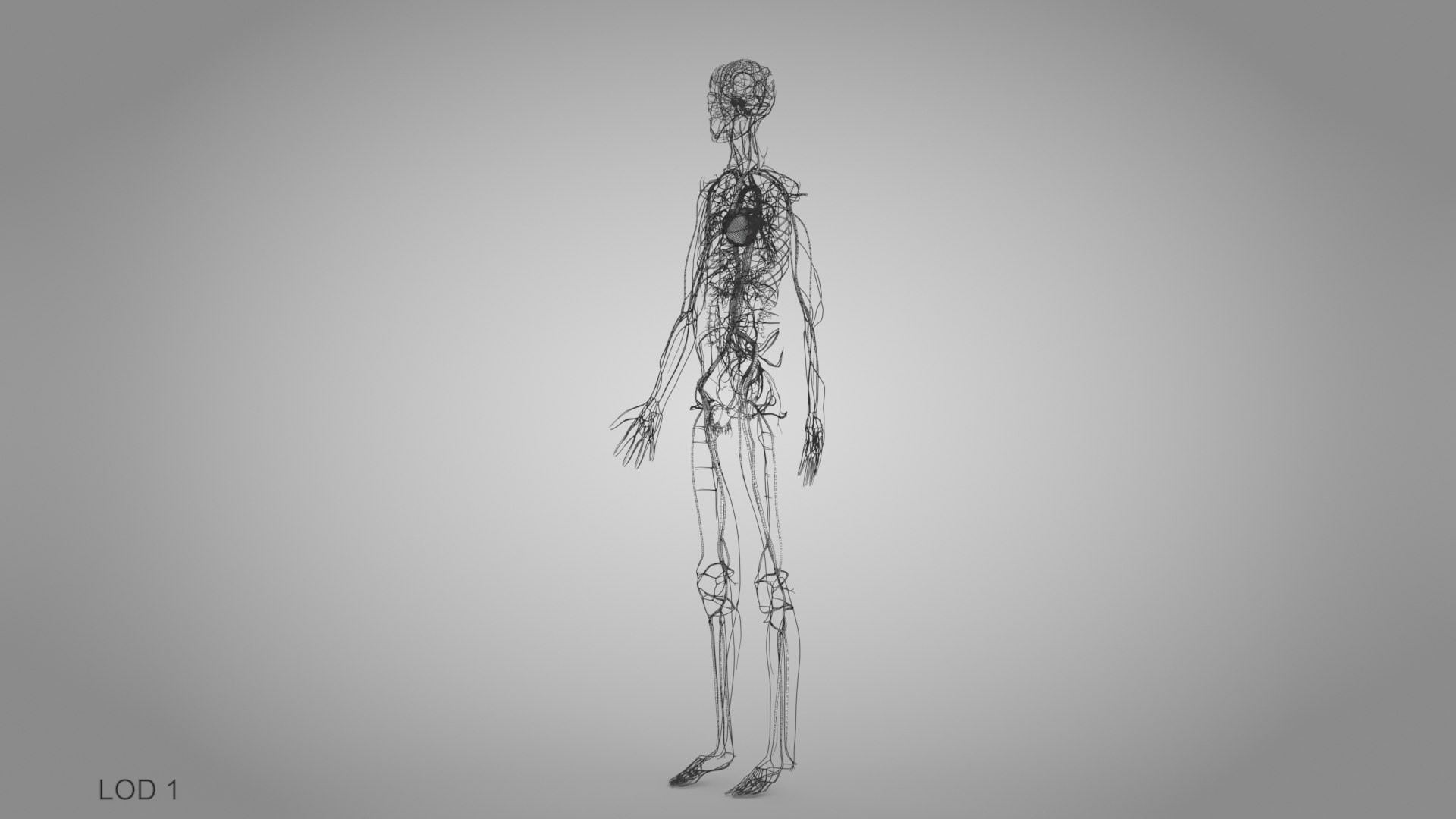 3D model Human circulatory system - TurboSquid 1922757