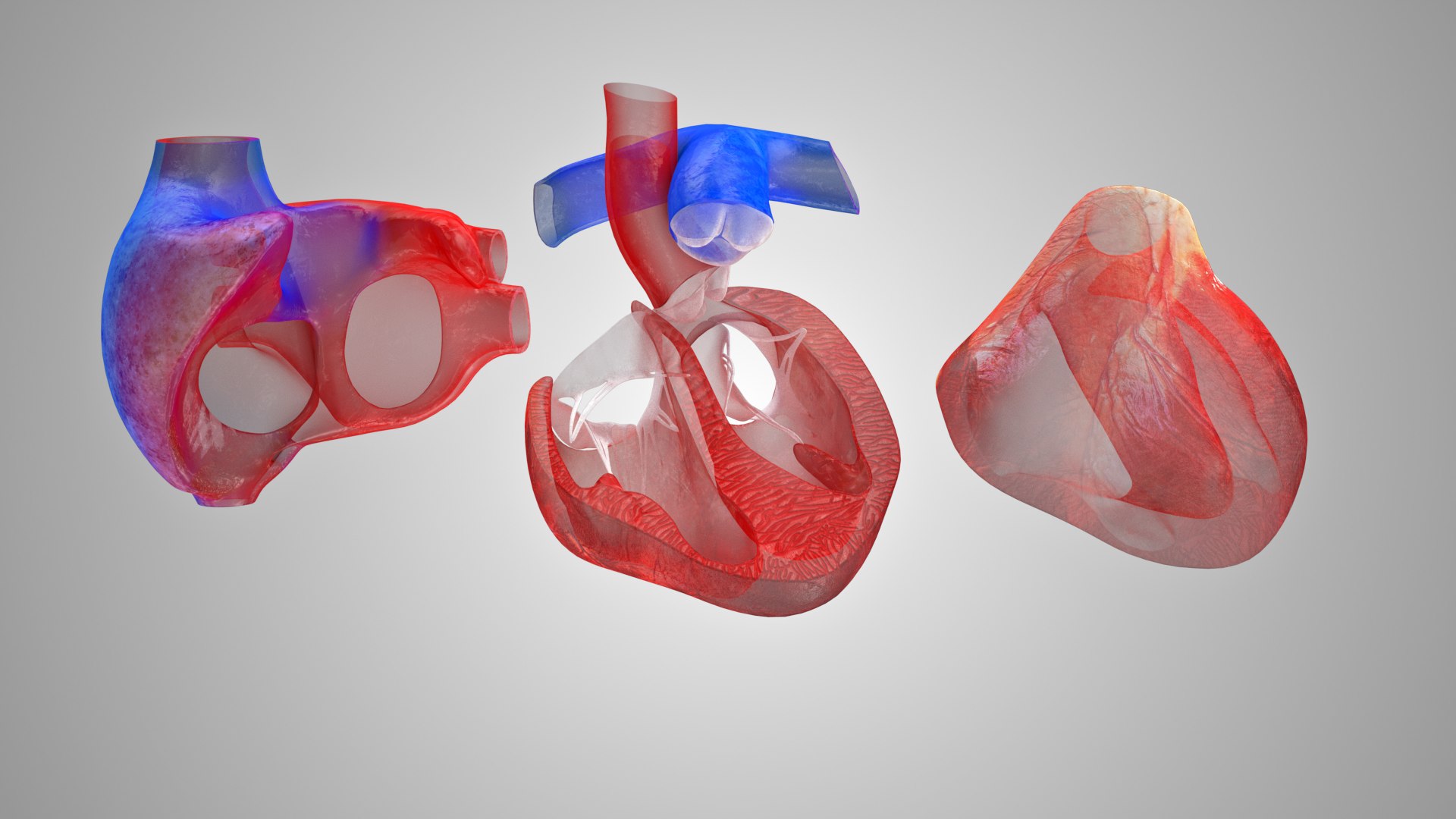 3D model Human circulatory system - TurboSquid 1922757