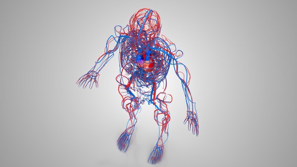 modelo 3d sistema circulatorio humano - TurboSquid 1922757
