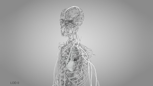 modelo 3d sistema circulatorio humano - TurboSquid 1922757