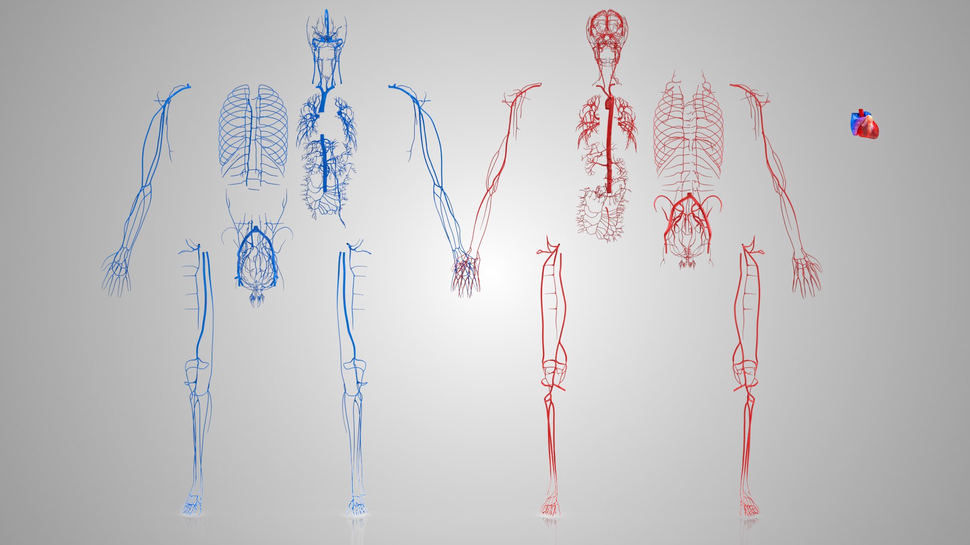 3D model Human circulatory system - TurboSquid 1922757