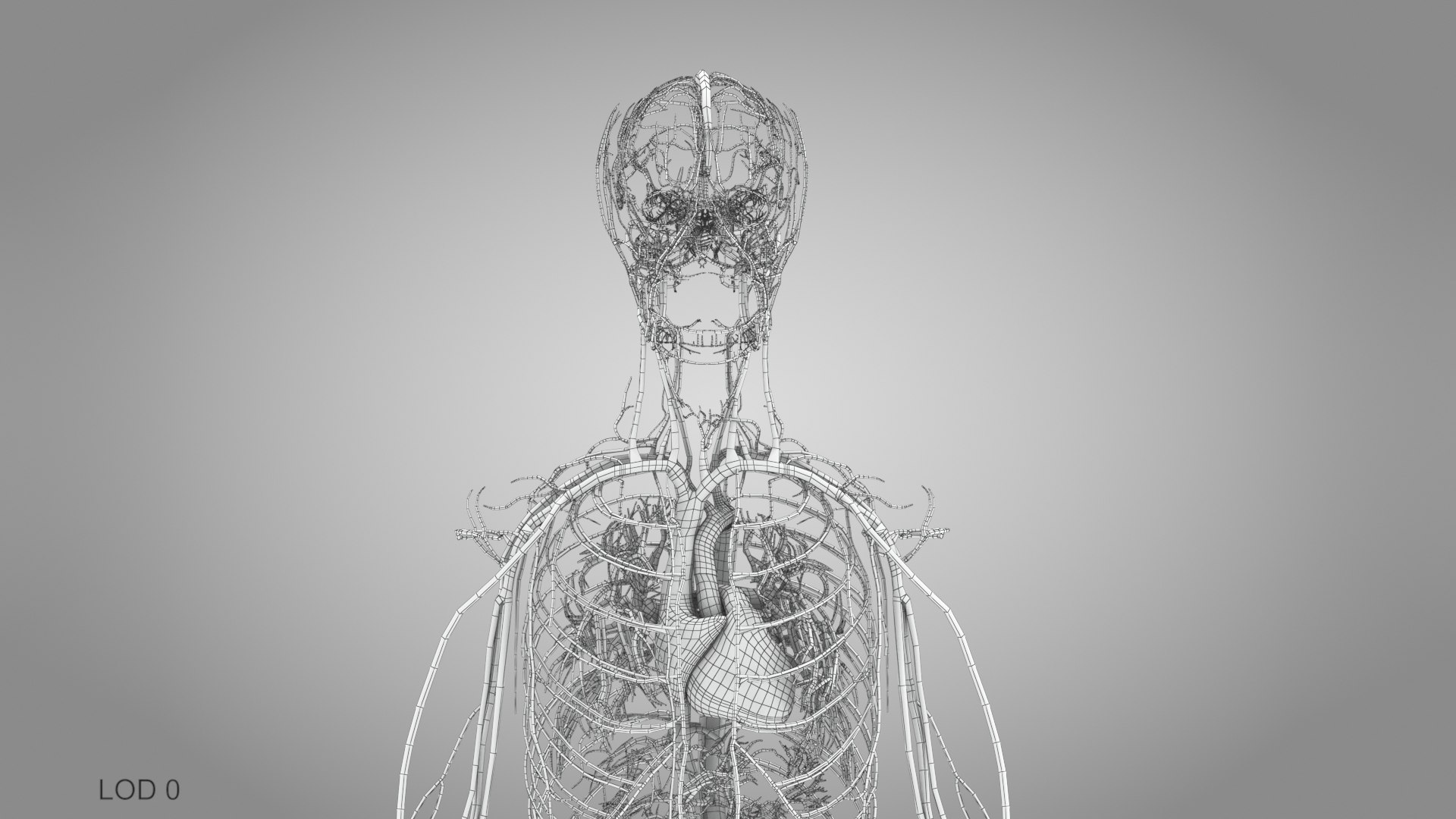 3D model Human circulatory system - TurboSquid 1922757