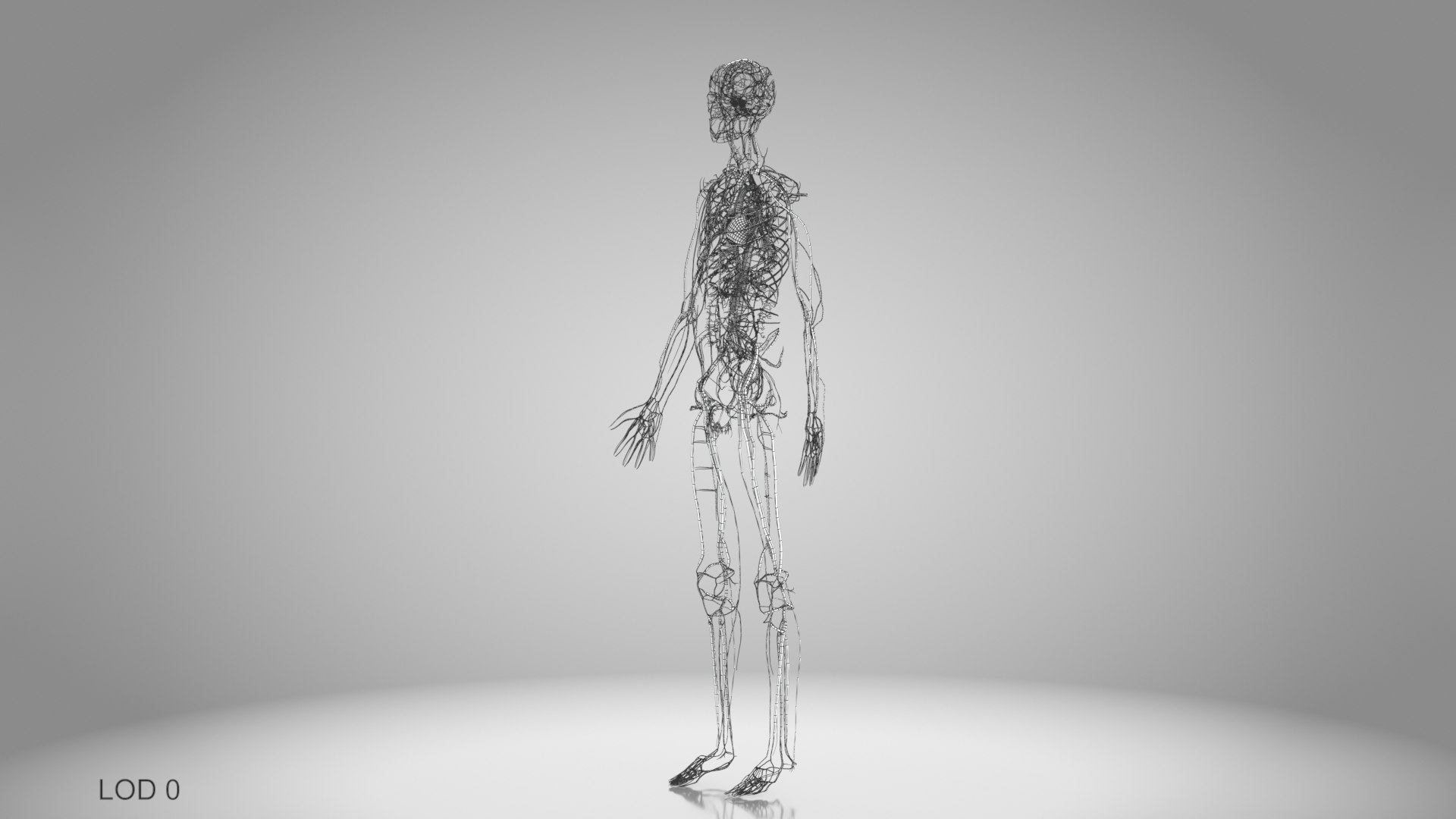 3D model Human circulatory system - TurboSquid 1922757