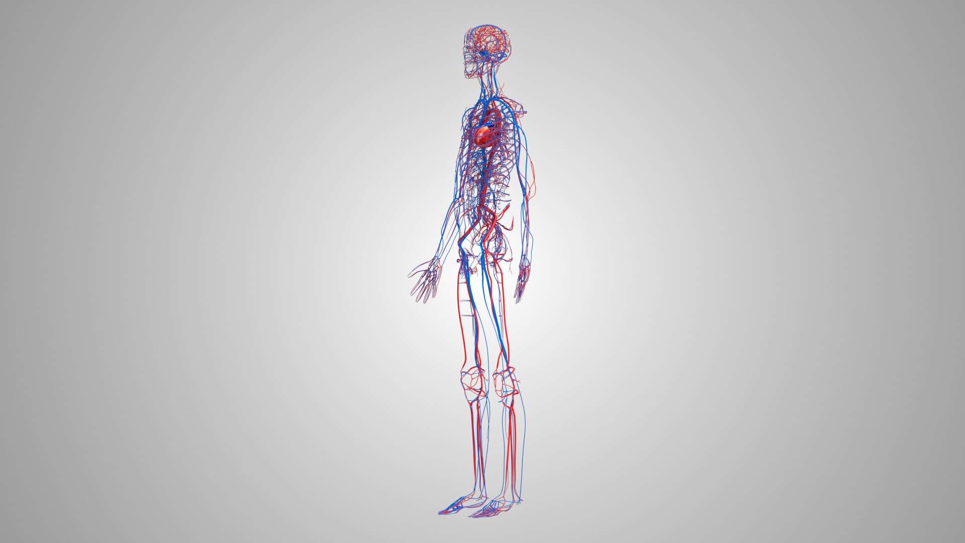3D model Human circulatory system - TurboSquid 1922757