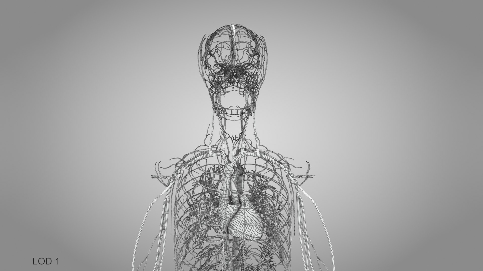 3D model Human circulatory system - TurboSquid 1922757
