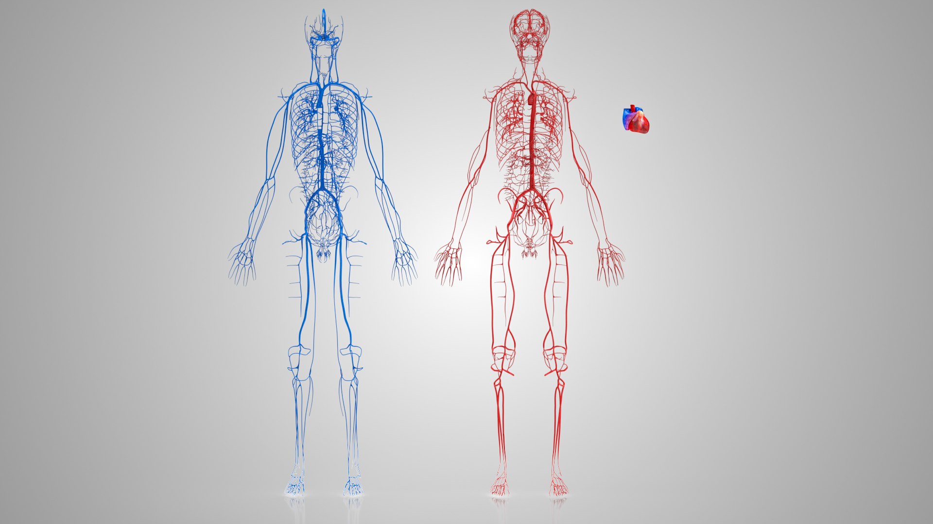 3D model Human circulatory system - TurboSquid 1922757