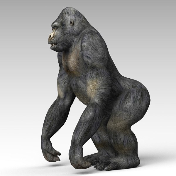 3d gorilla monkey model