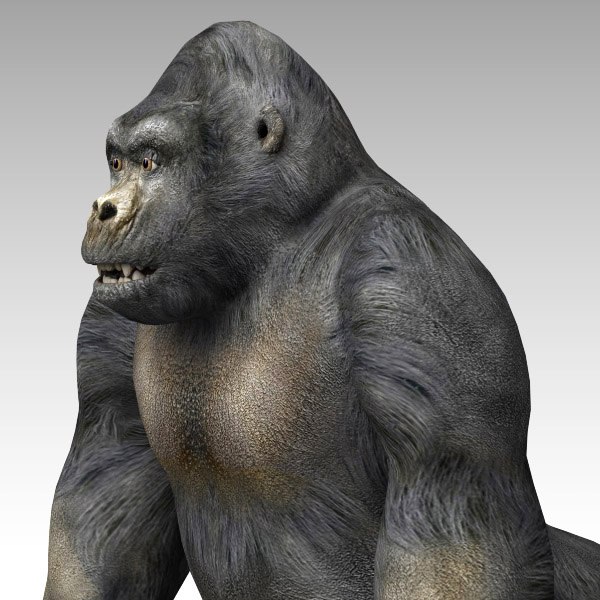 3d gorilla monkey model