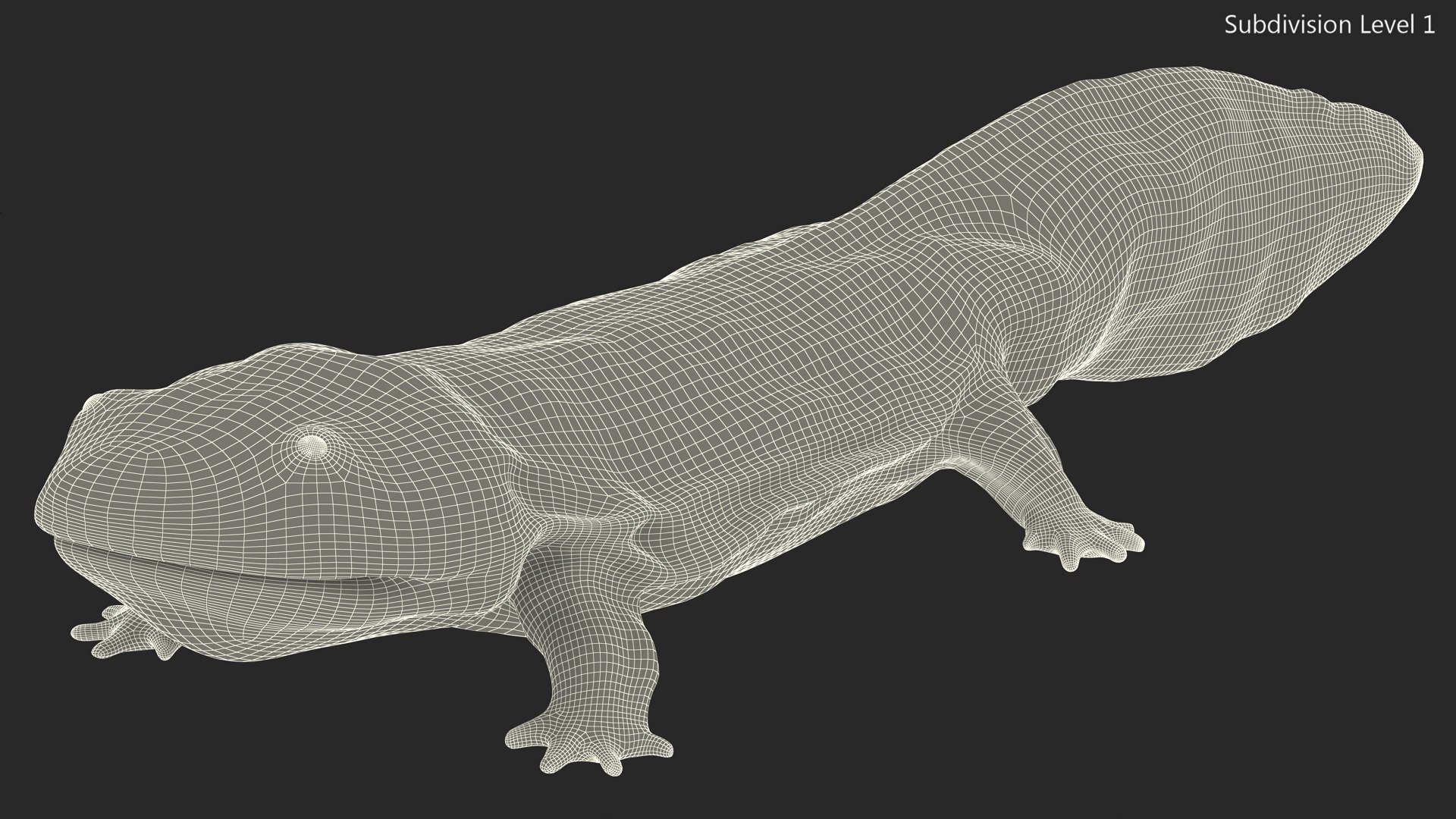Aquatic Salamander Light Wet Rigged For Maya 3D Model - TurboSquid 2259035