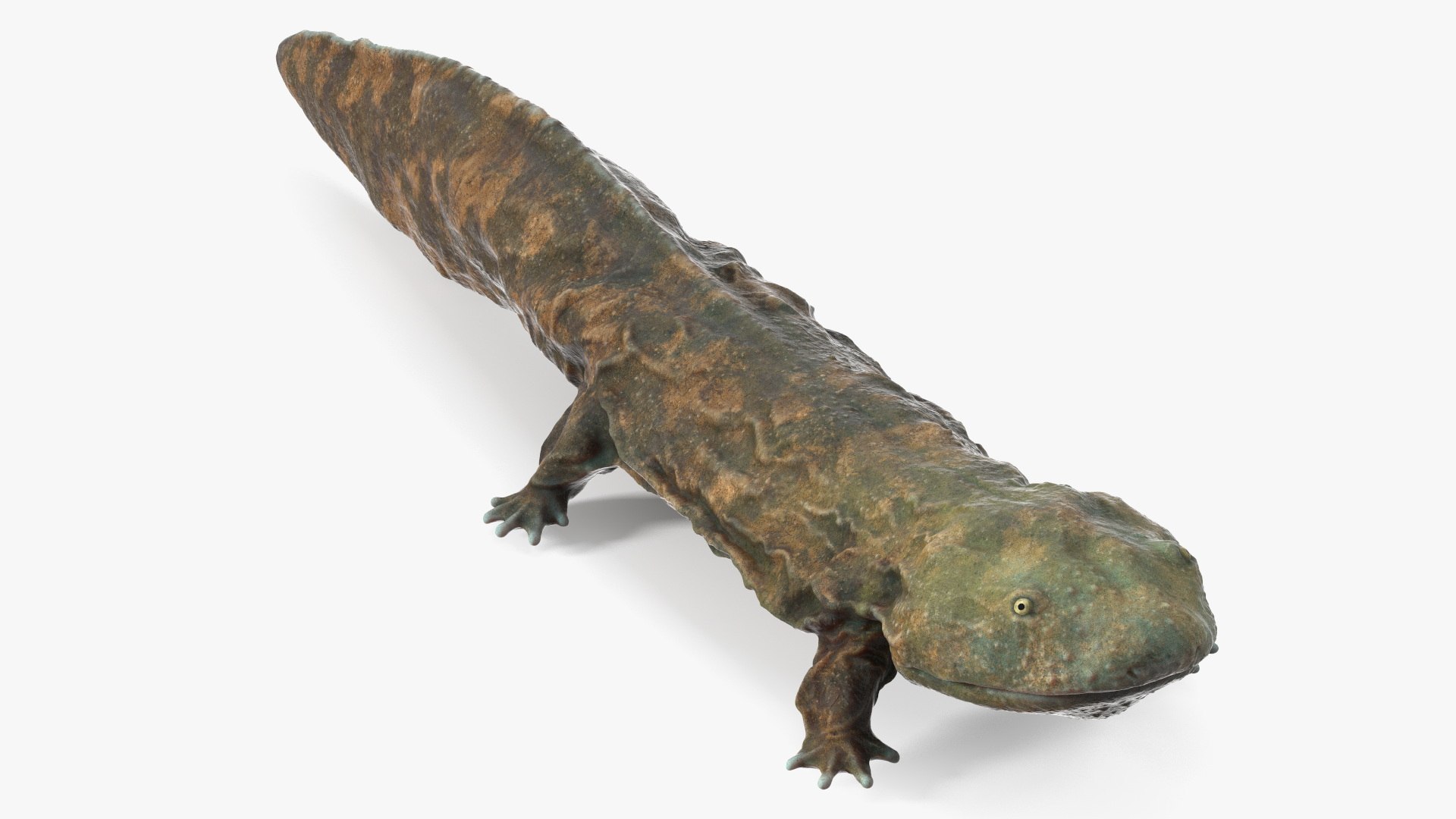 Aquatic Salamander Light Wet Rigged For Maya 3D Model - TurboSquid 2259035