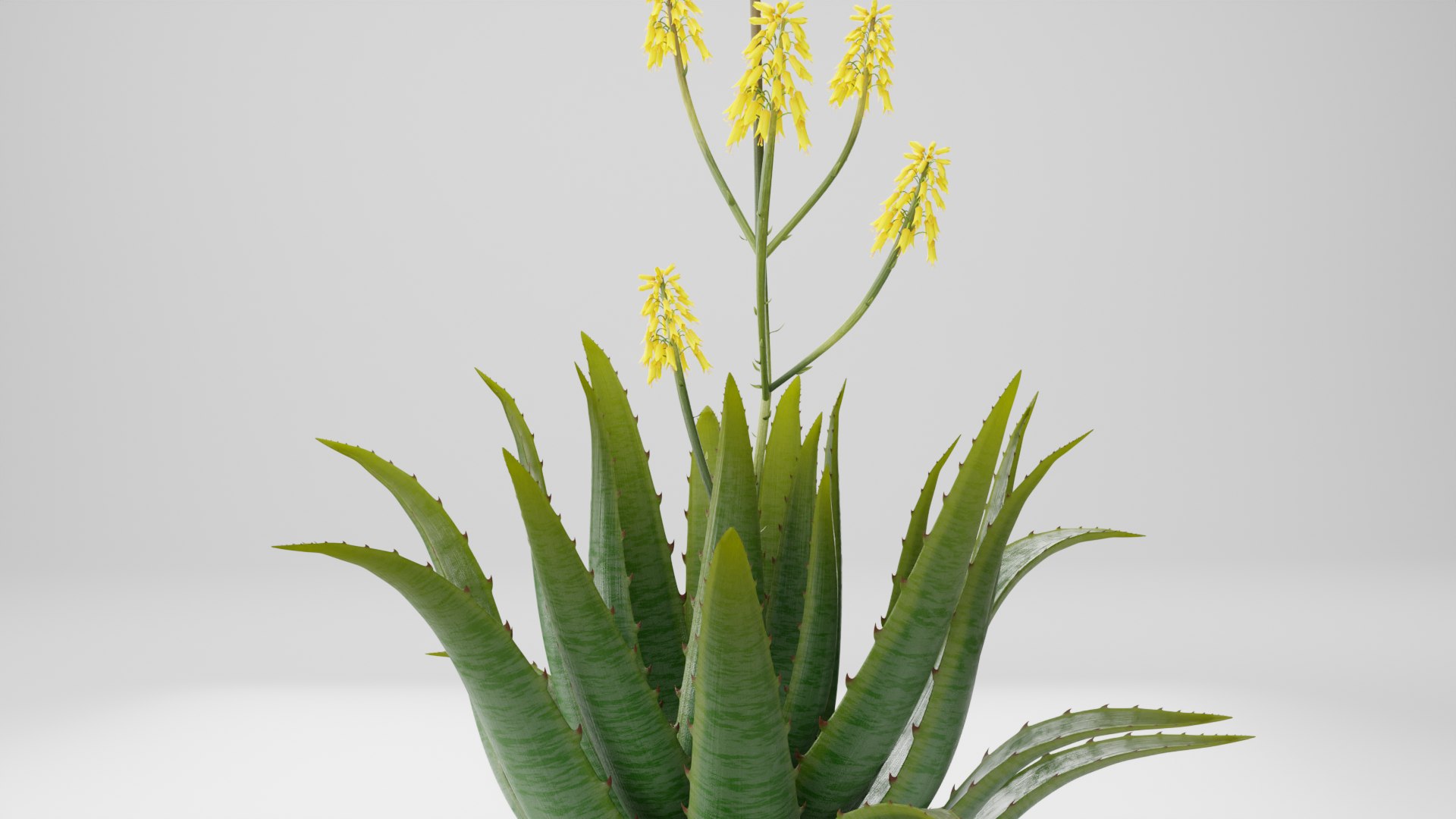 3D ALOE VERA PLANT Model - TurboSquid 2141257