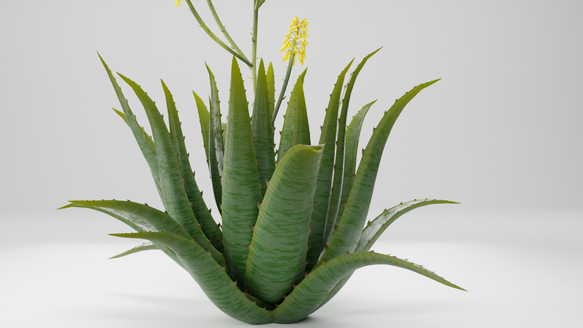 3D ALOE VERA PLANT Model - TurboSquid 2141257