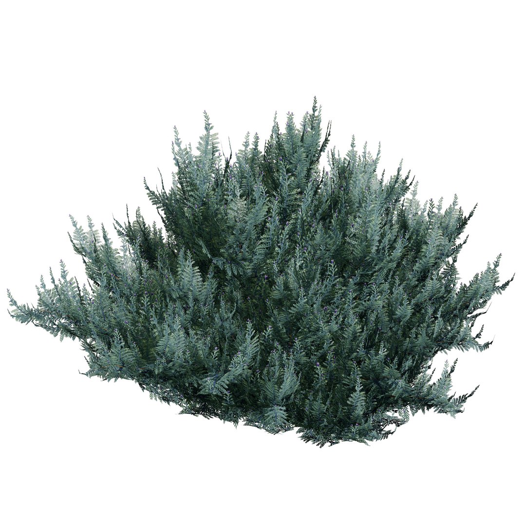 Creeping juniper model - TurboSquid 2174671