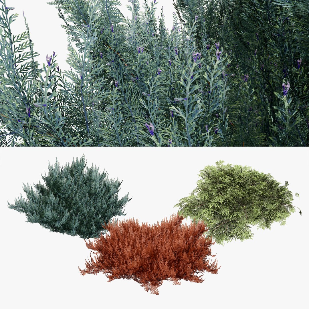 Creeping juniper model - TurboSquid 2174671