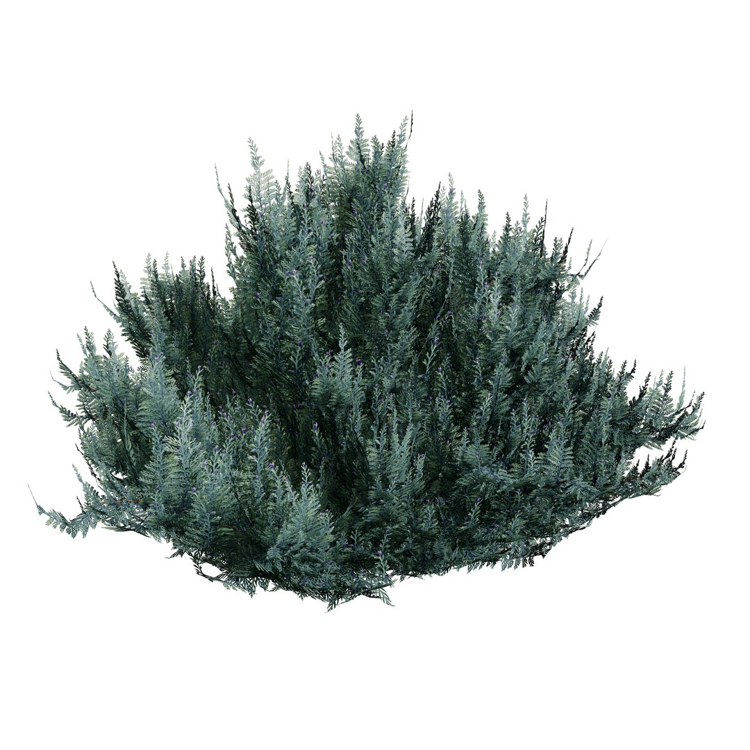 Creeping juniper model - TurboSquid 2174671