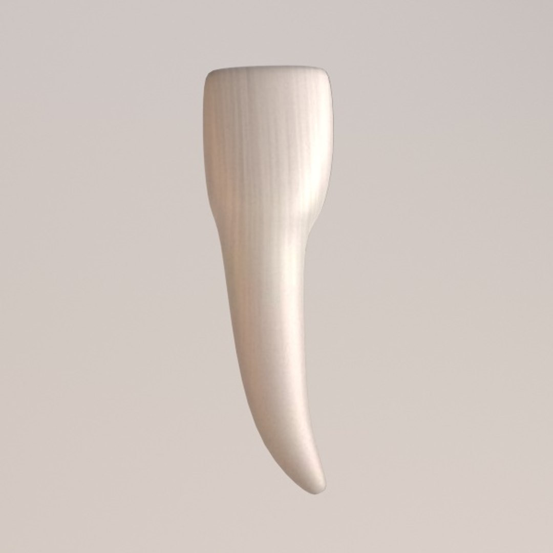 Lateral Incisor 3d 3ds