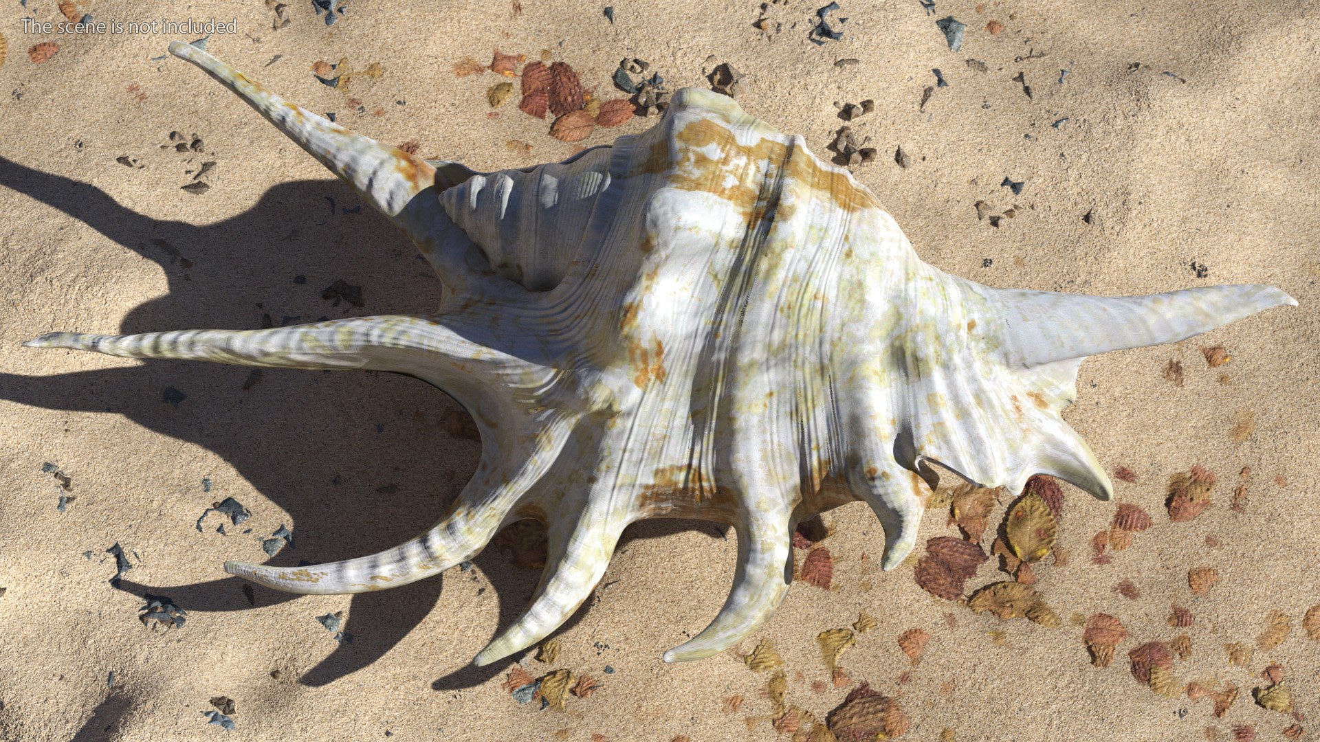 Sea Shell Spider Conch Lambis Model - TurboSquid 1975148