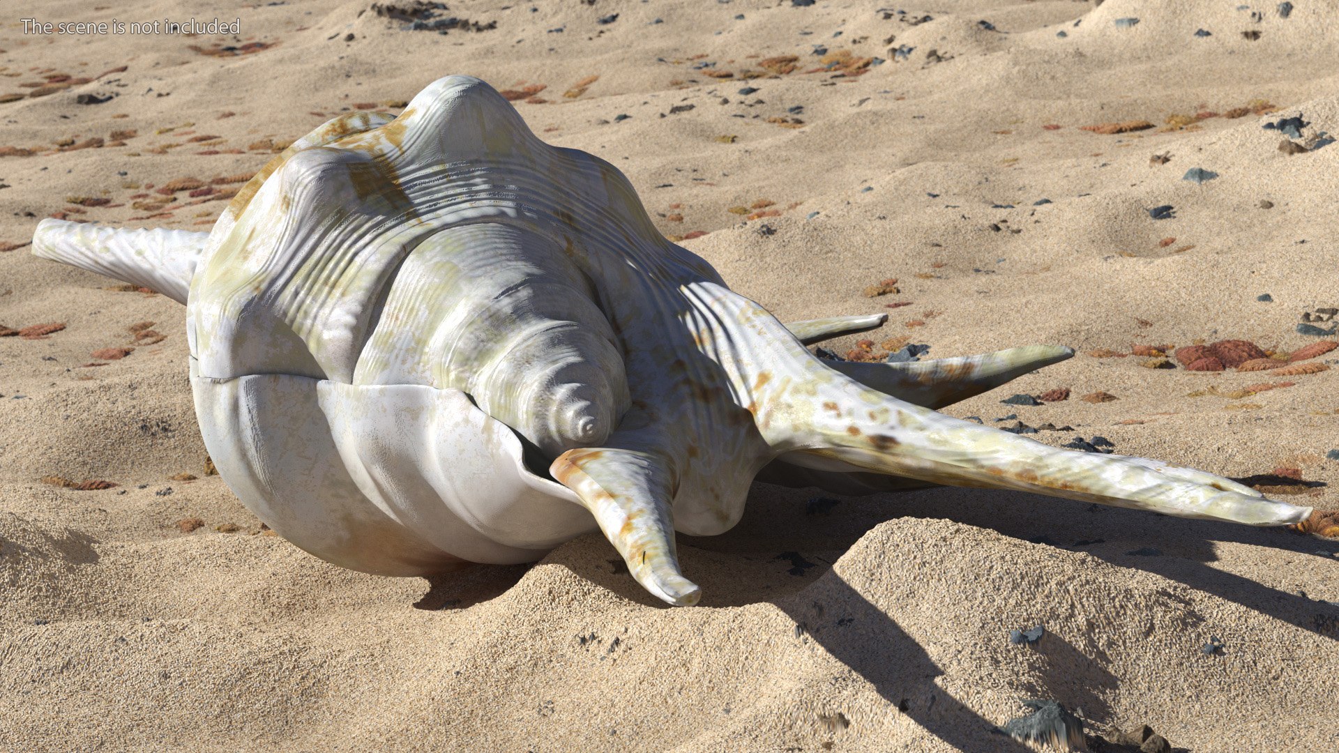 Sea Shell Spider Conch Lambis Model - TurboSquid 1975148