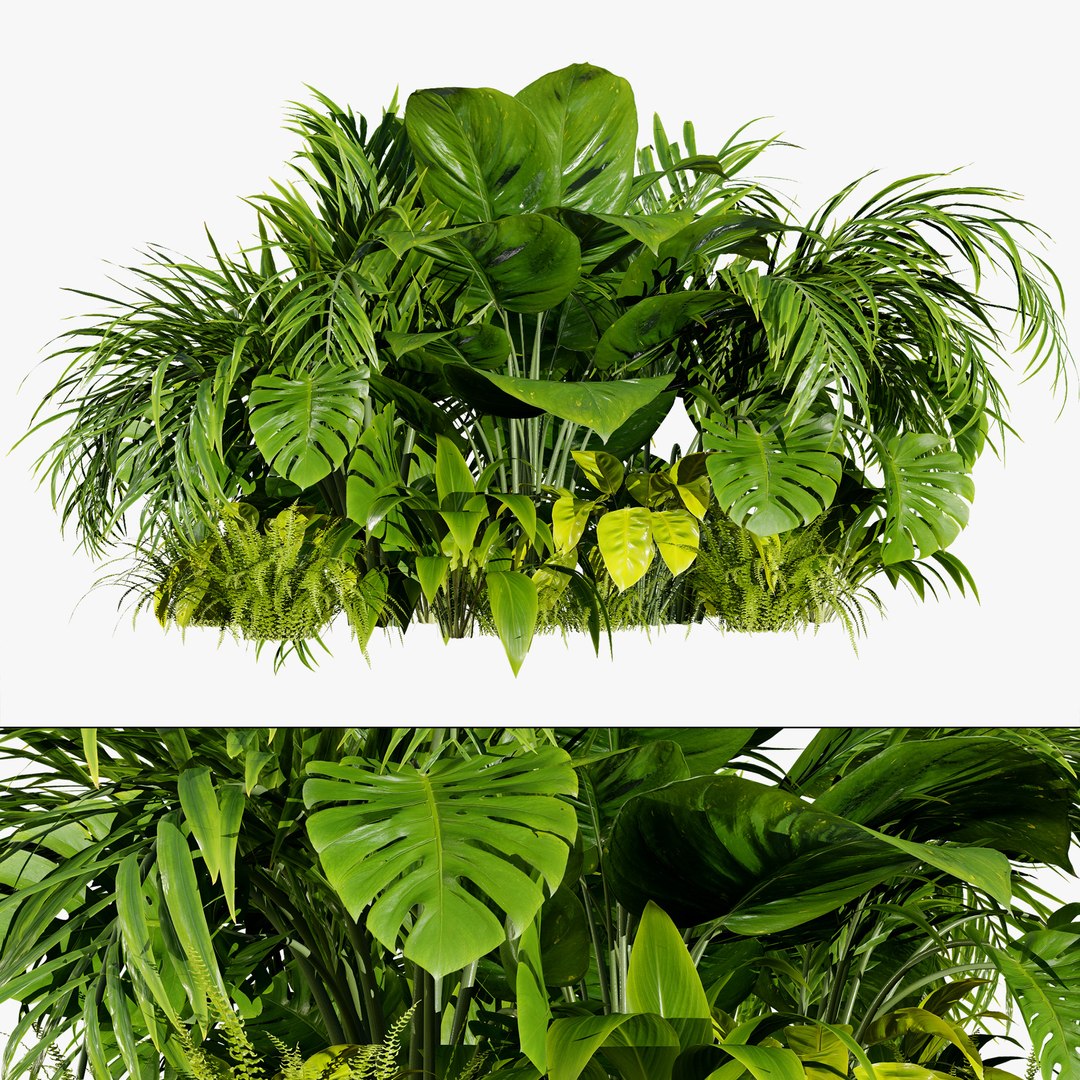 3D Diverse Tropical Foliage 3D Models - TurboSquid 2289744