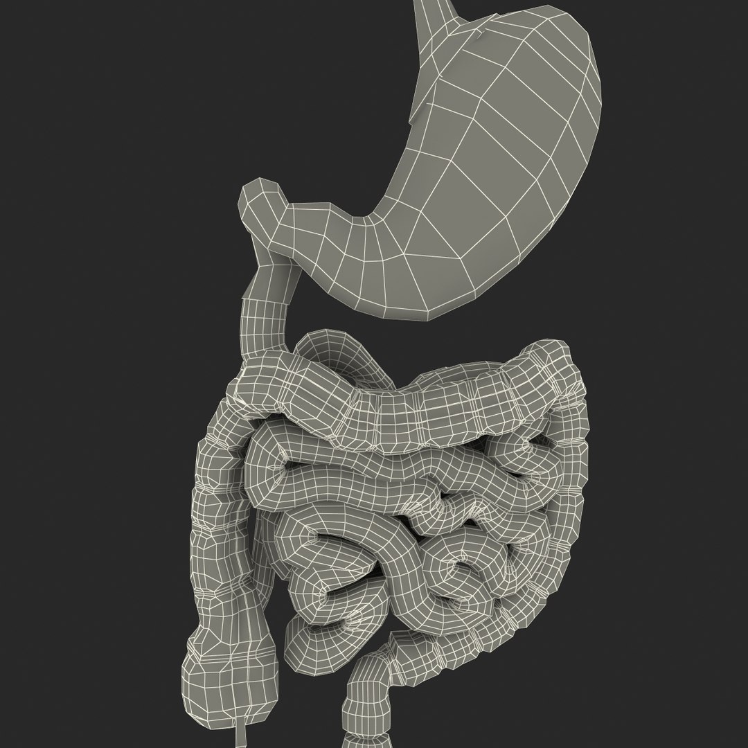 3ds Digestive Modelled