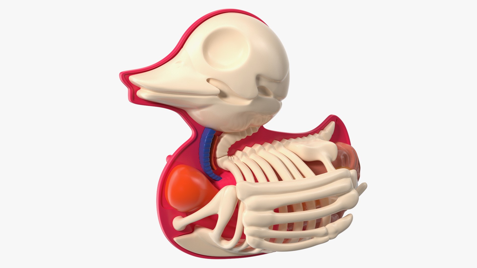 3D Model Bath Duck Anatomy Skeleton - TurboSquid 1839606
