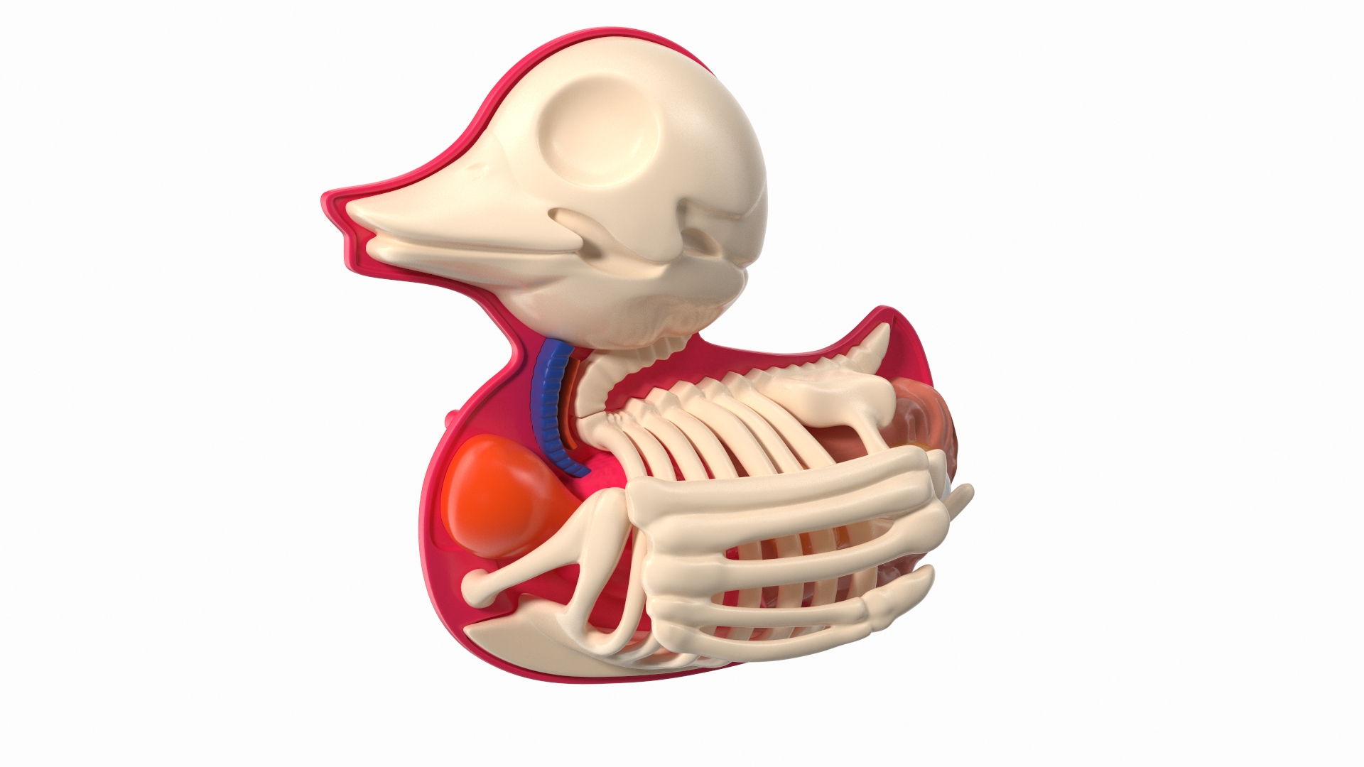 Duck Skeleton