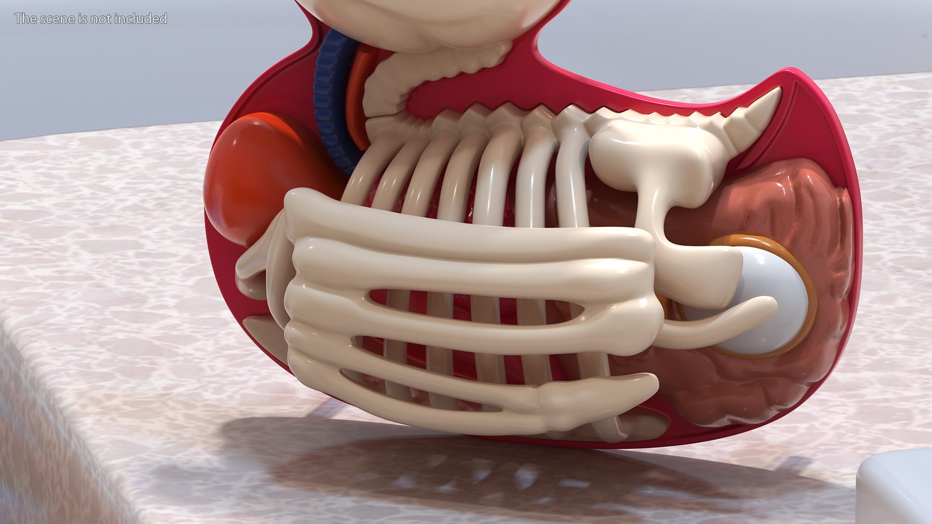 3D Model Bath Duck Anatomy Skeleton - TurboSquid 1839606