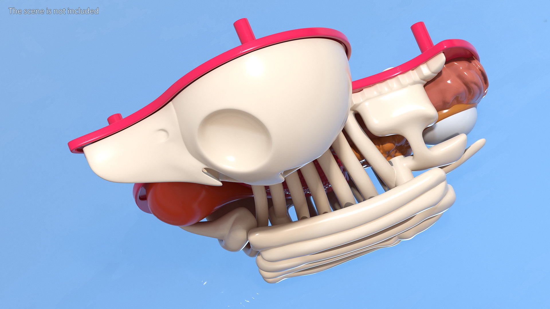 3D Model Bath Duck Anatomy Skeleton - TurboSquid 1839606
