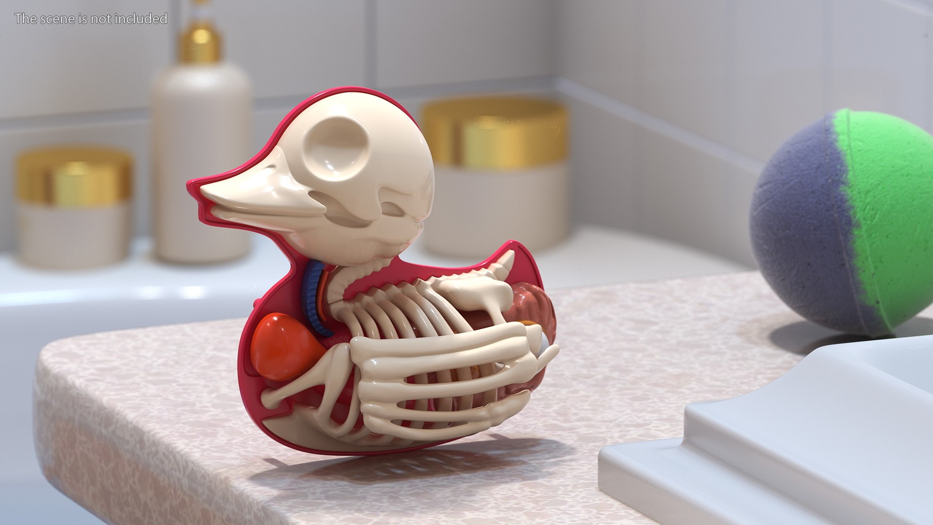 3D Model Bath Duck Anatomy Skeleton - TurboSquid 1839606