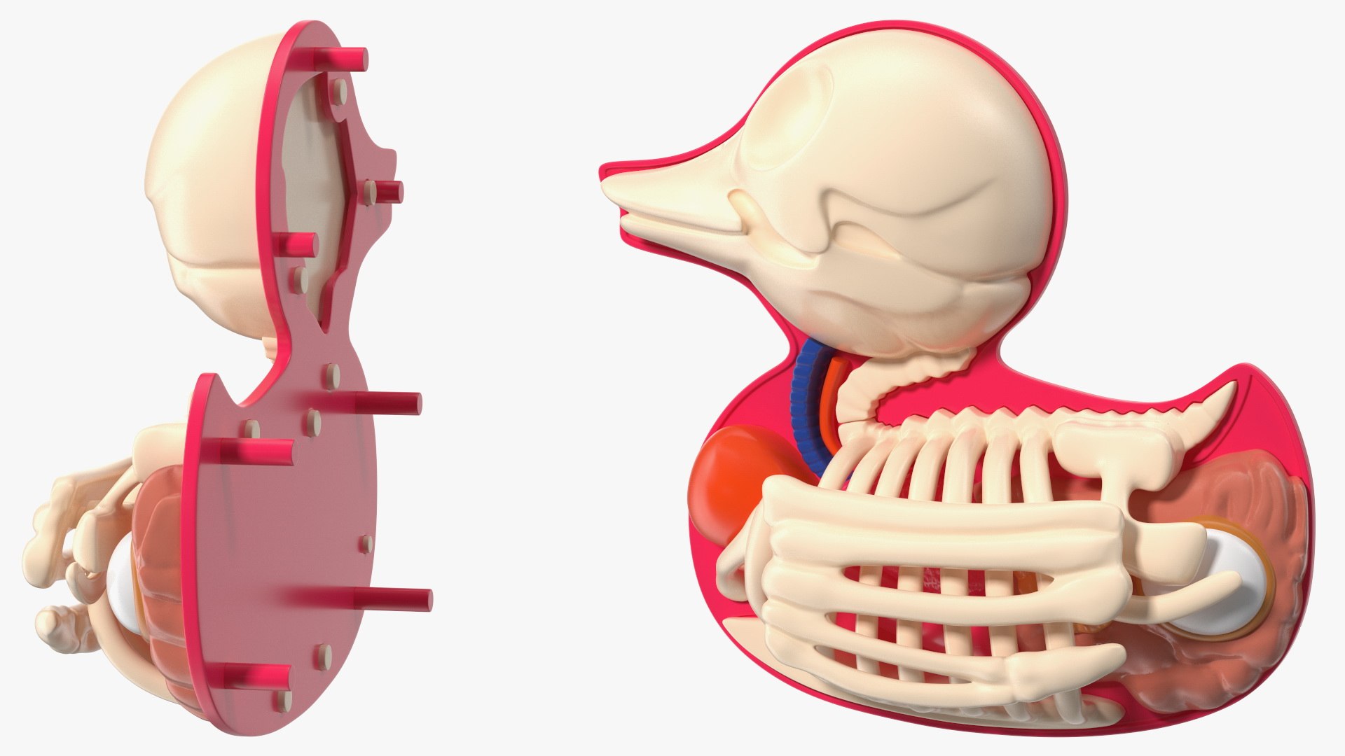 3D Model Bath Duck Anatomy Skeleton - TurboSquid 1839606
