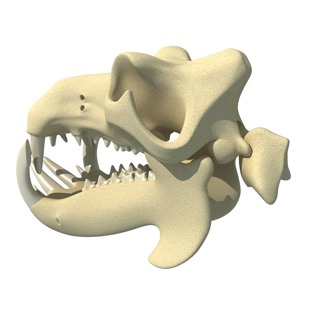Hippo Horse Skull Max