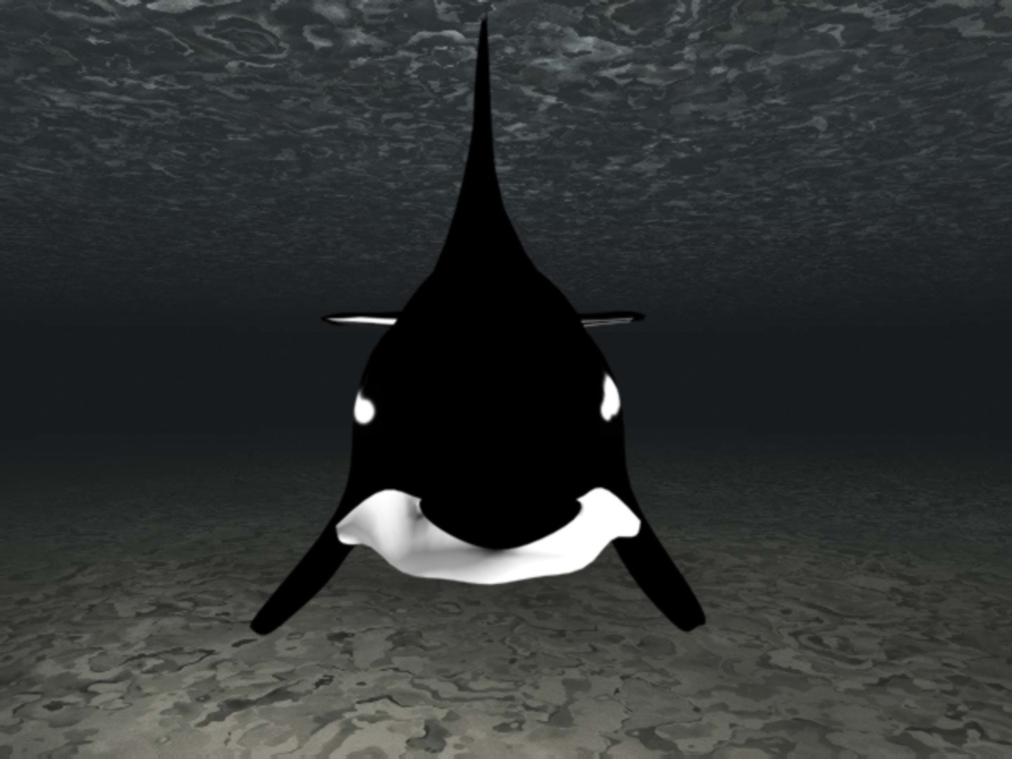 3d whale model