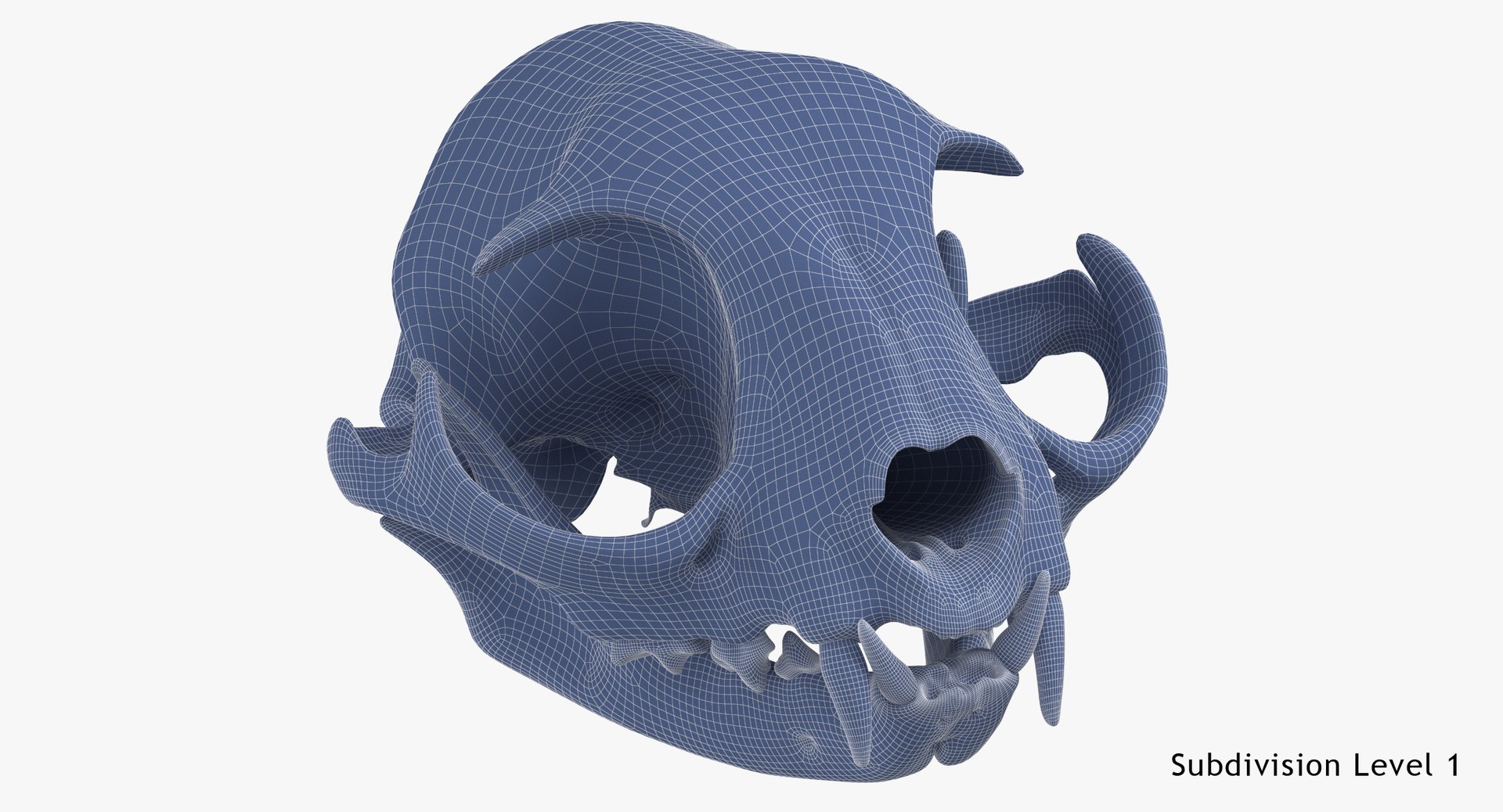 Domestic Cat Skull Jaw 3D Model - TurboSquid 1562456