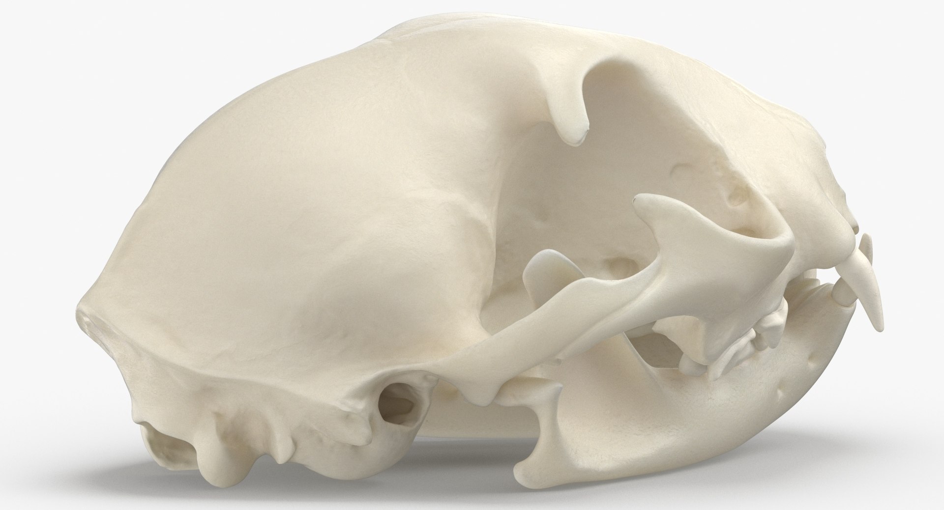 Domestic Cat Skull Jaw 3D Model - TurboSquid 1562456
