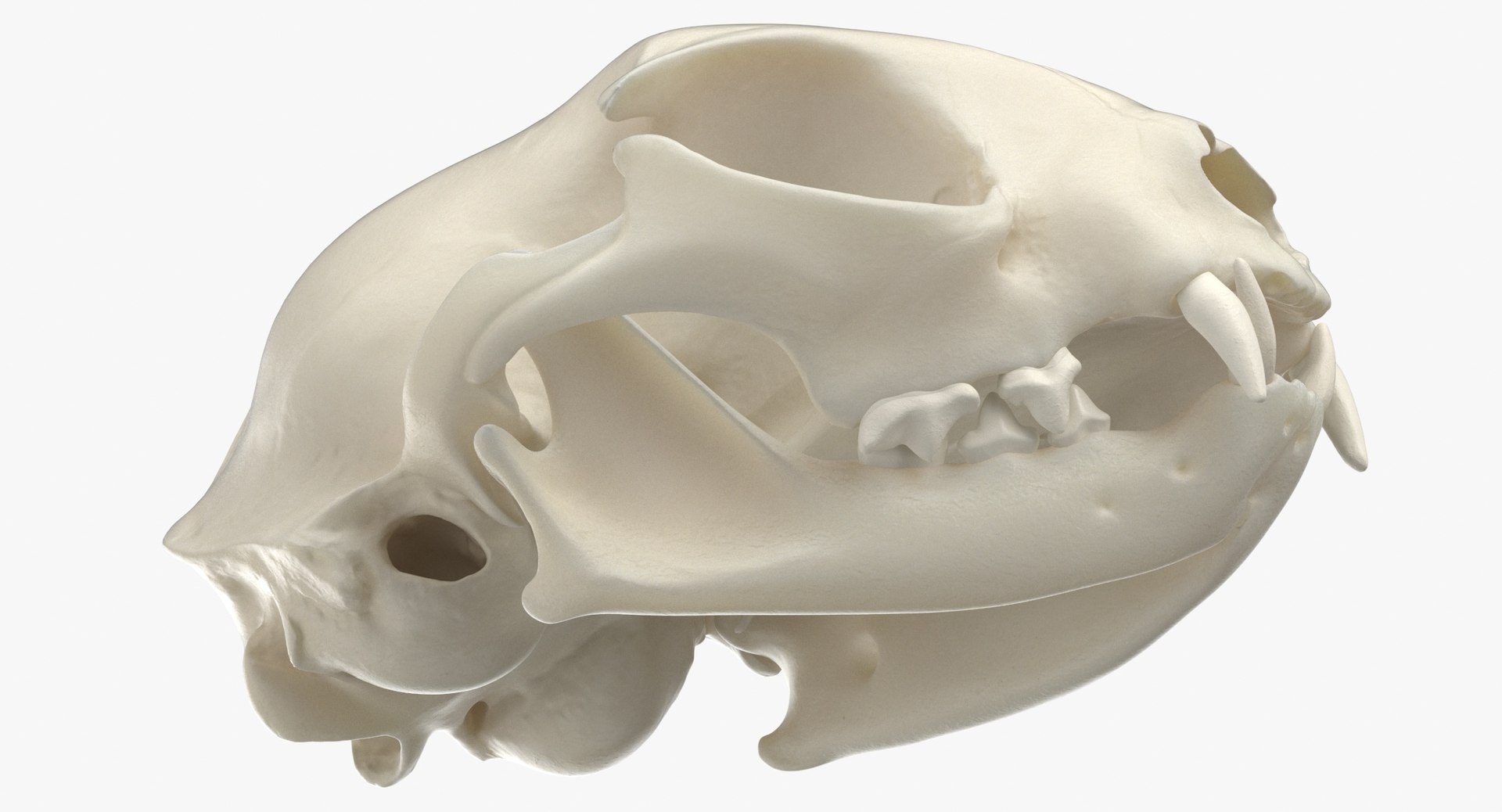 Domestic Cat Skull Jaw 3D Model - TurboSquid 1562456