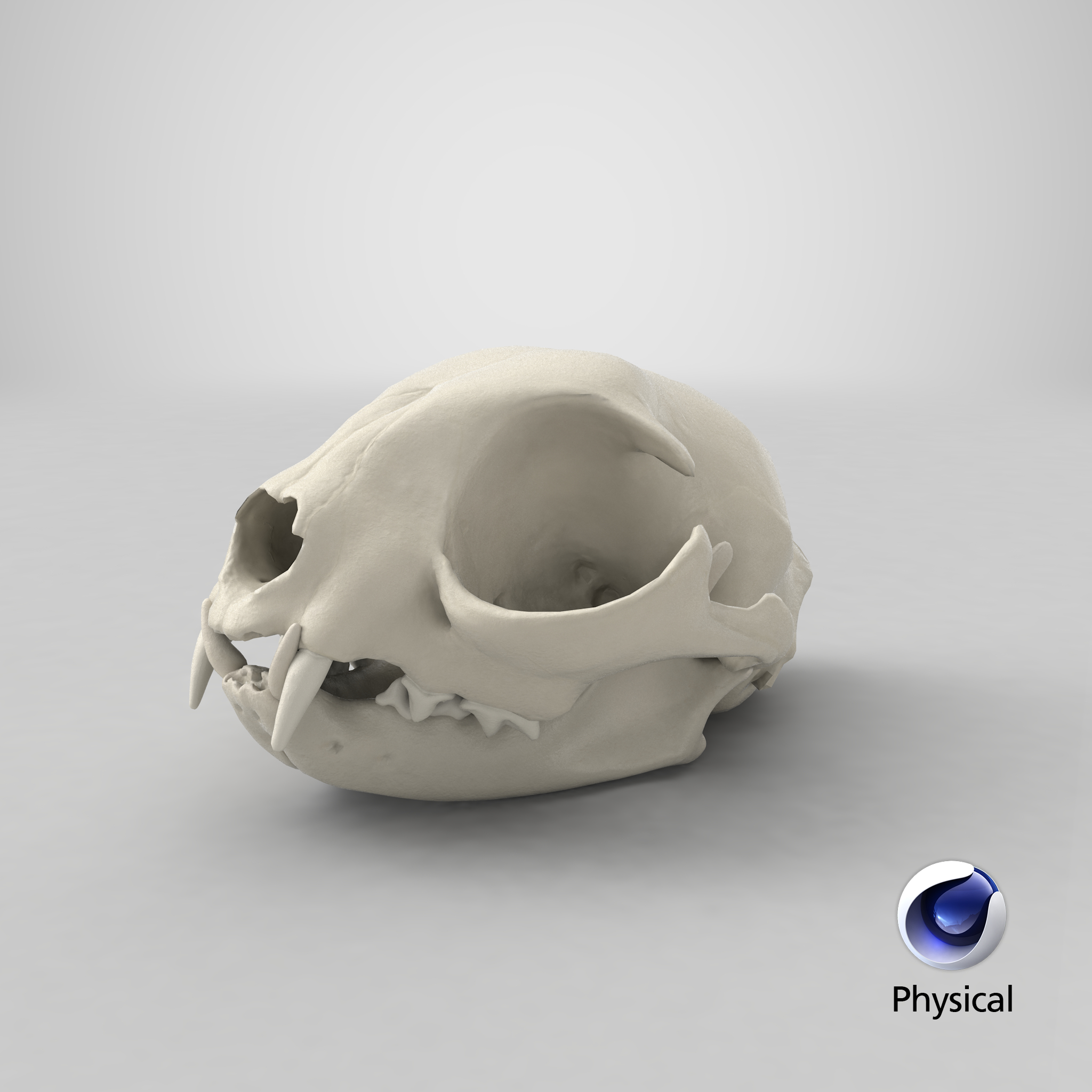 Domestic cat skull jaw 3D model - TurboSquid 1562456