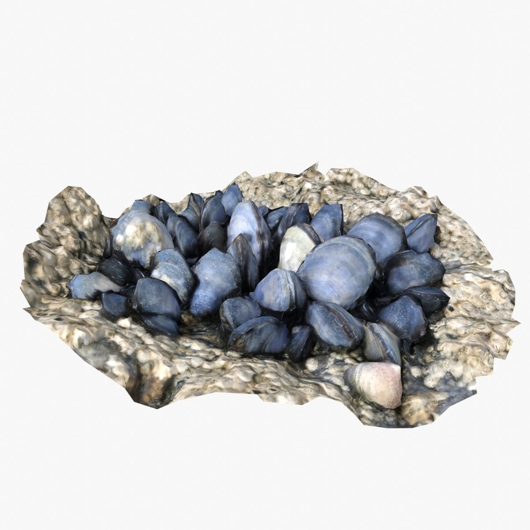 3D Mussels 1 - TurboSquid 1786410