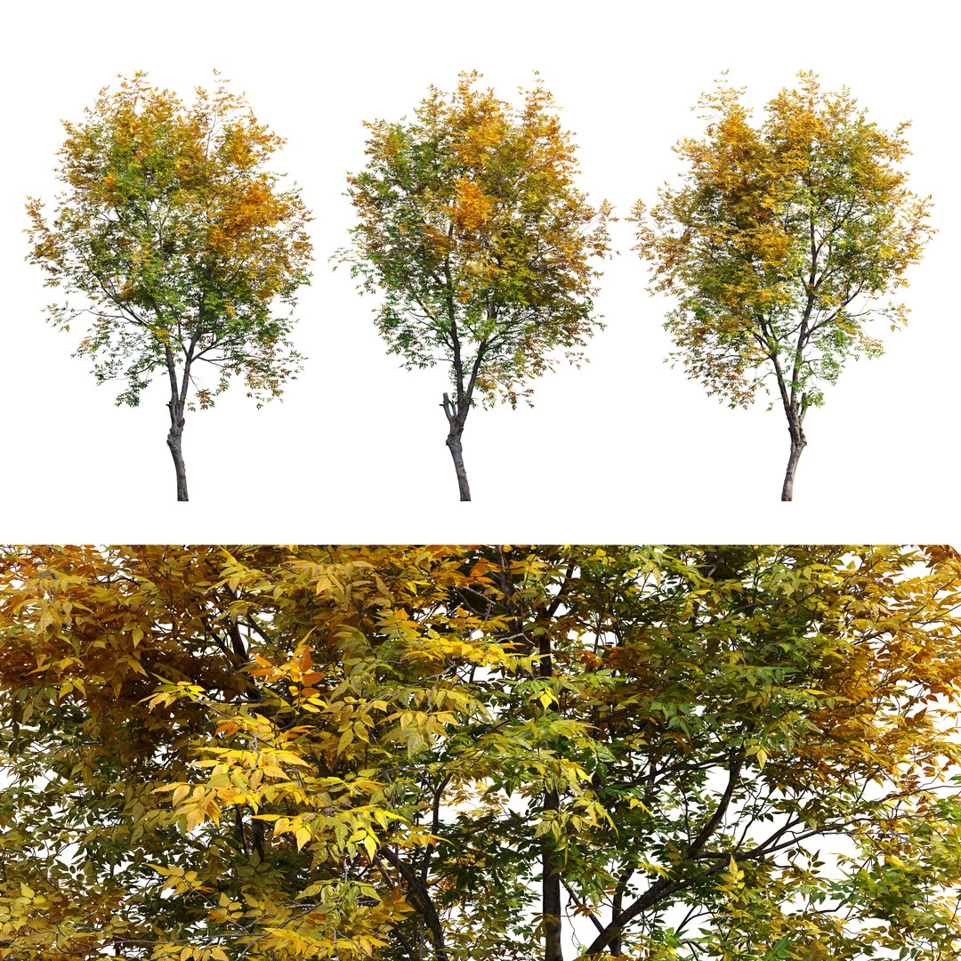 3D Model Fraxinus Excelsior 02 - TurboSquid 2041503