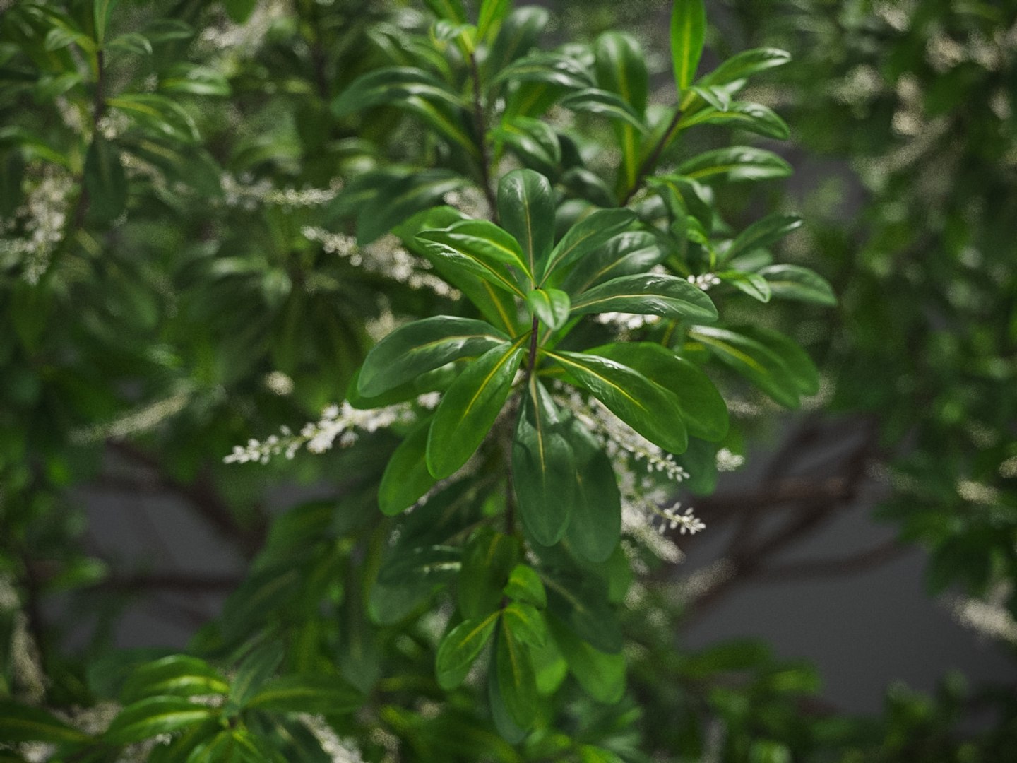 XfrogPlants Swamp Cyrilla - Cyrilla Racemiflora 3D Model - TurboSquid ...