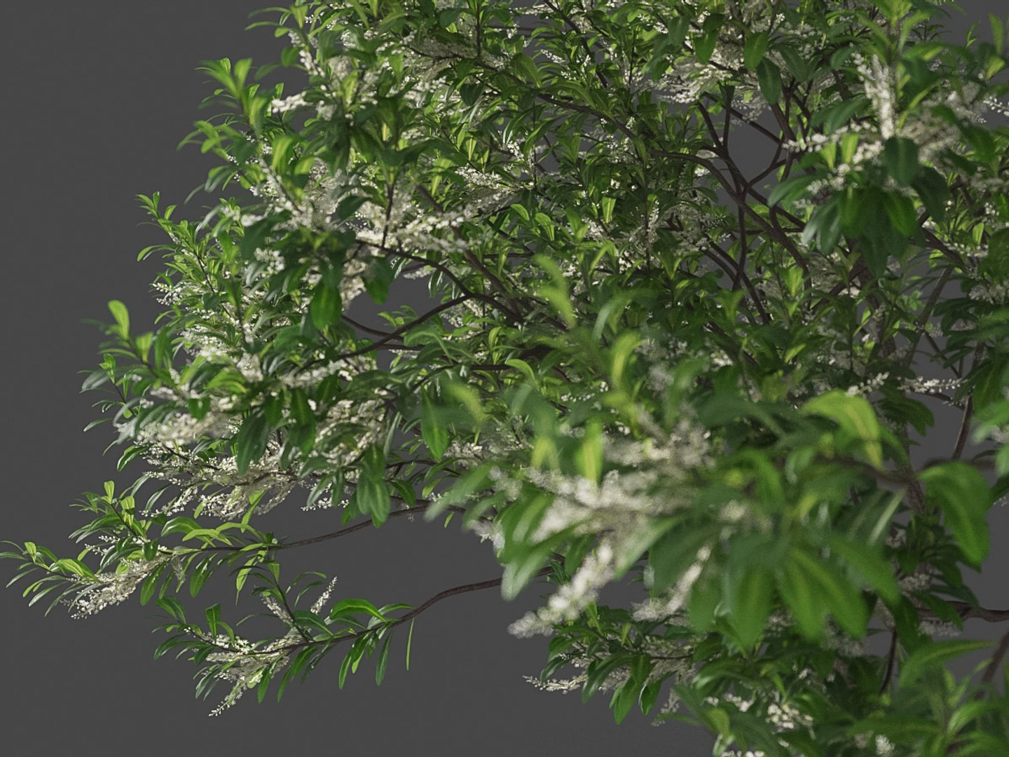 XfrogPlants Swamp Cyrilla - Cyrilla Racemiflora 3D Model - TurboSquid ...