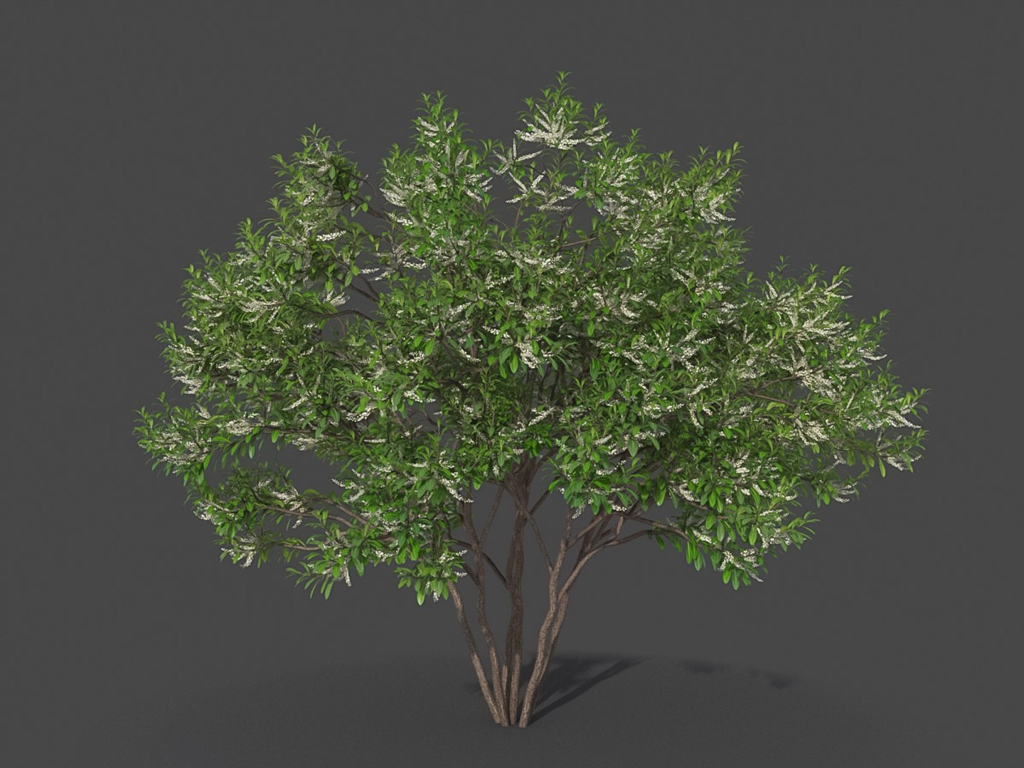 XfrogPlants Swamp Cyrilla - Cyrilla Racemiflora 3D Model - TurboSquid ...