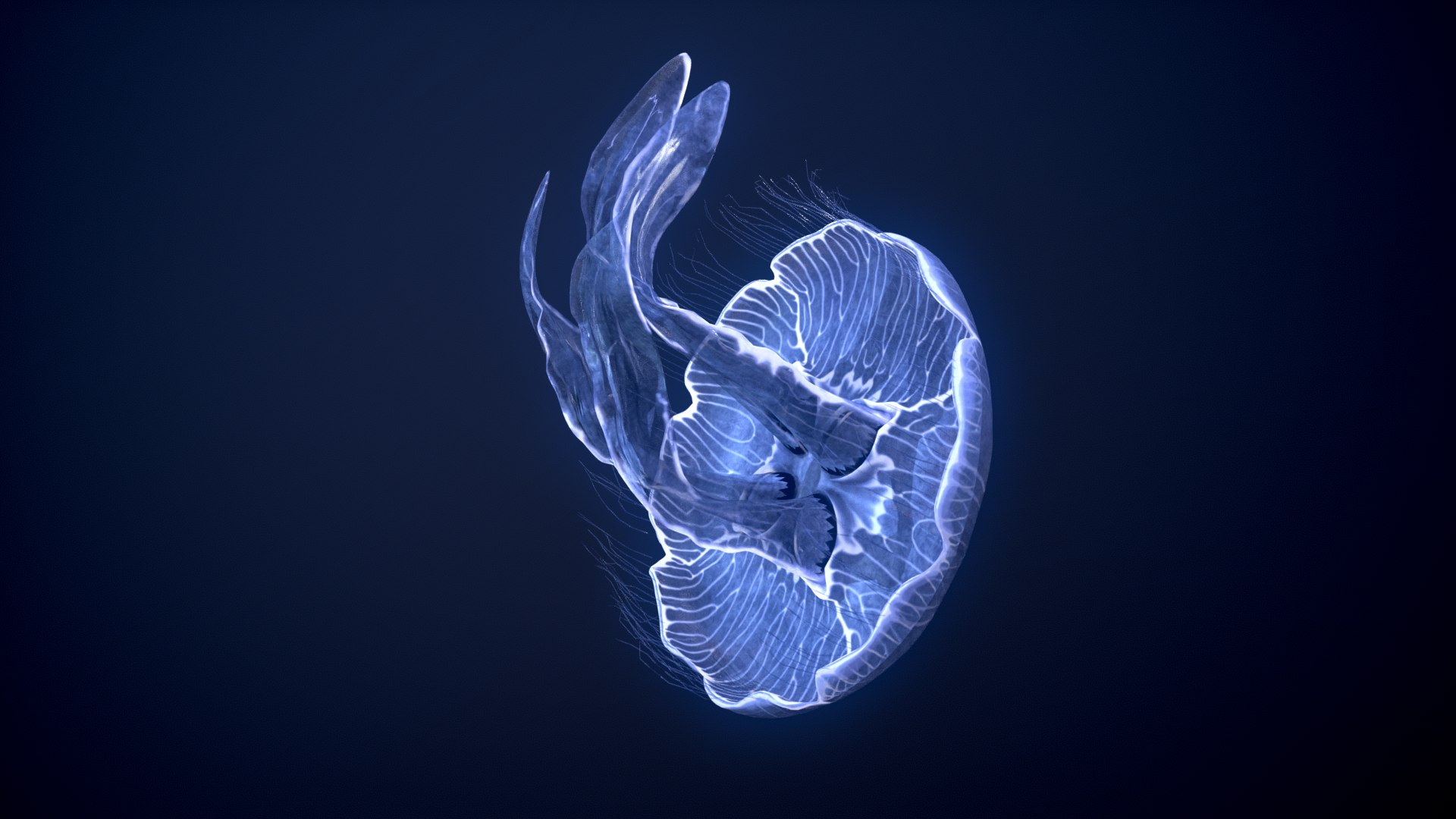 Moon Jellyfish Rigged Animated Model - TurboSquid 2314682