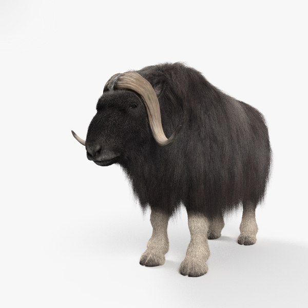 Musk Ox 3D Models for Download | TurboSquid