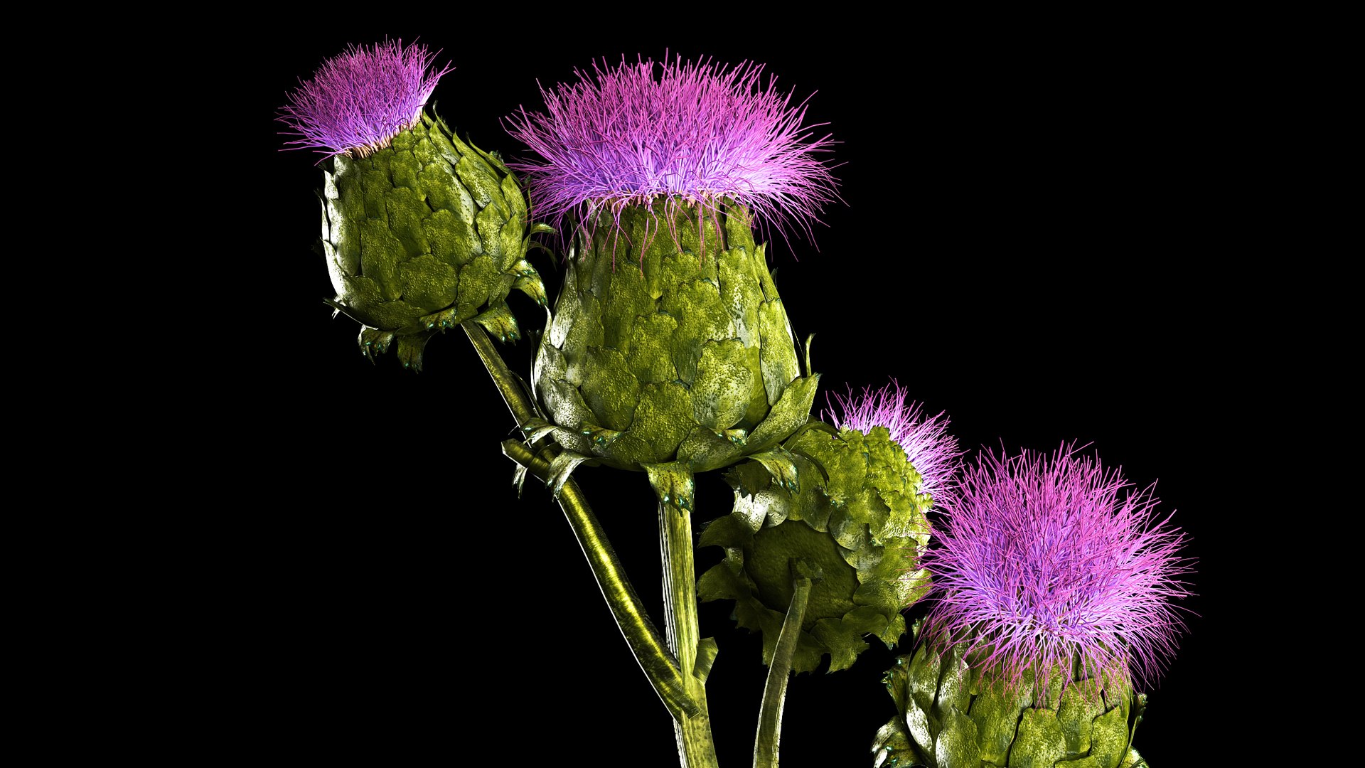 Beautiful Bouquet Of Dried Thistle Thorn Flowers In A Glass Vase 292 ...